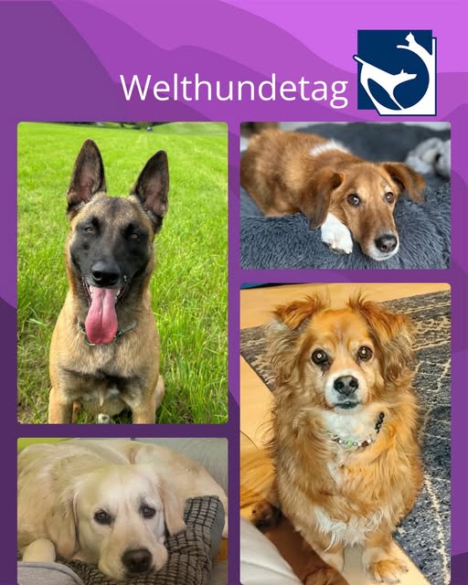 Heute ist Welthundetag! | Tierklinik Hofheim