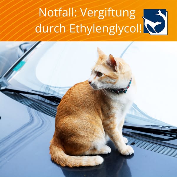 Vergiftung durch Ethylenglycol | Tierklinik Hofheim