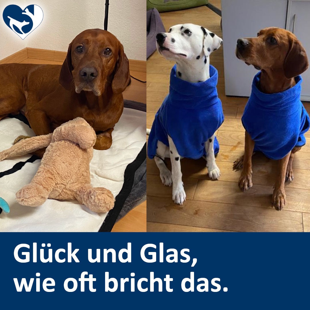 gl-ck-und-glas-wie-oft-bricht-das-tierklinik-hofheim
