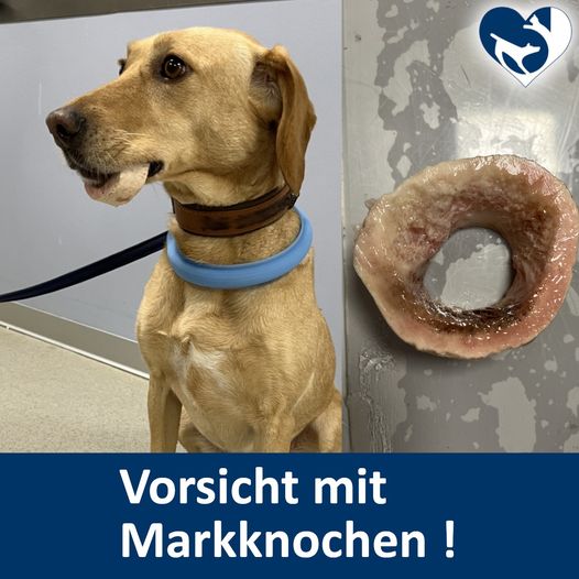Vorsicht mit Markknochen! | Tierklinik Hofheim